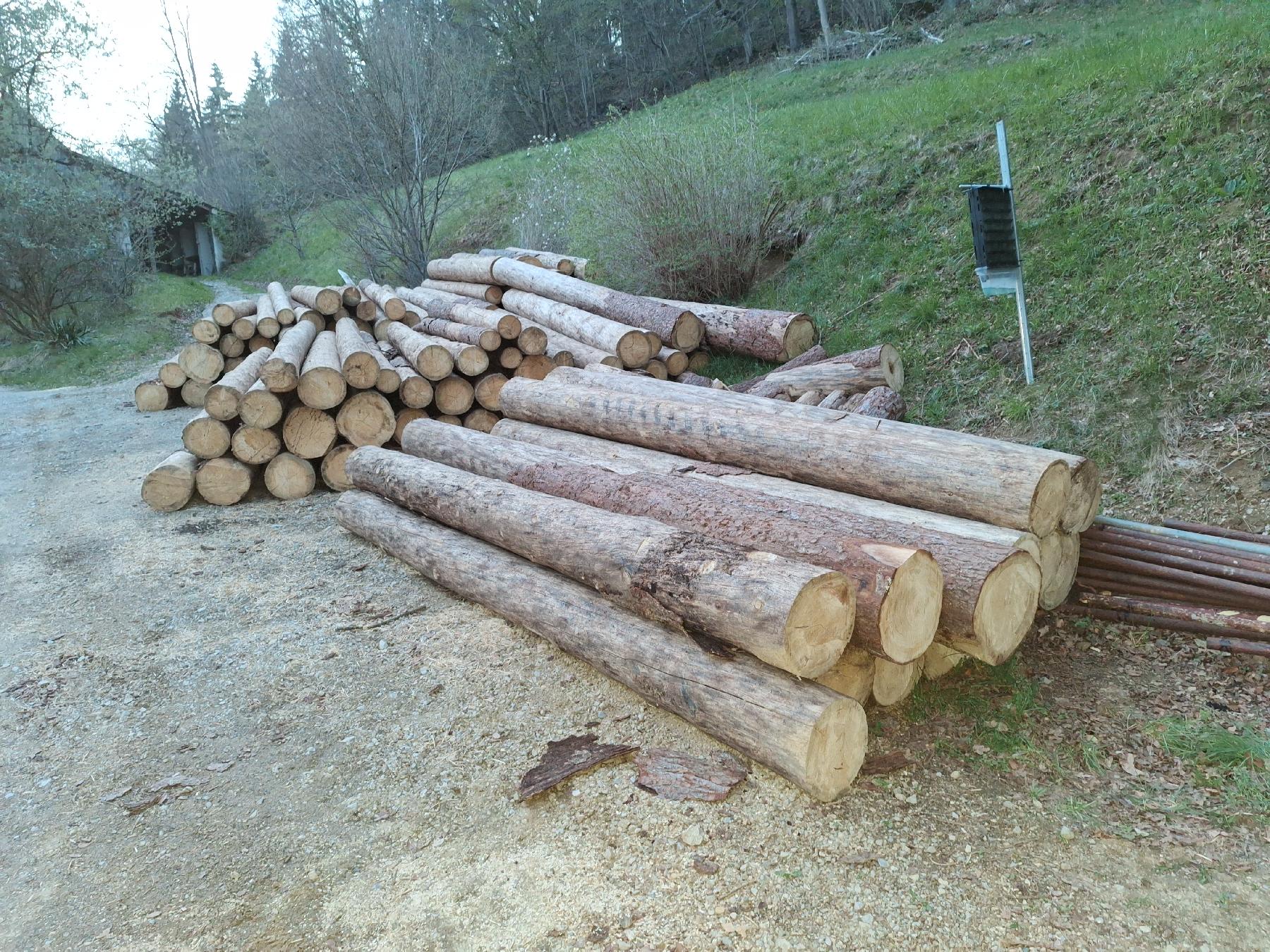 Rundholz Fichte Käferholz - holzquelle