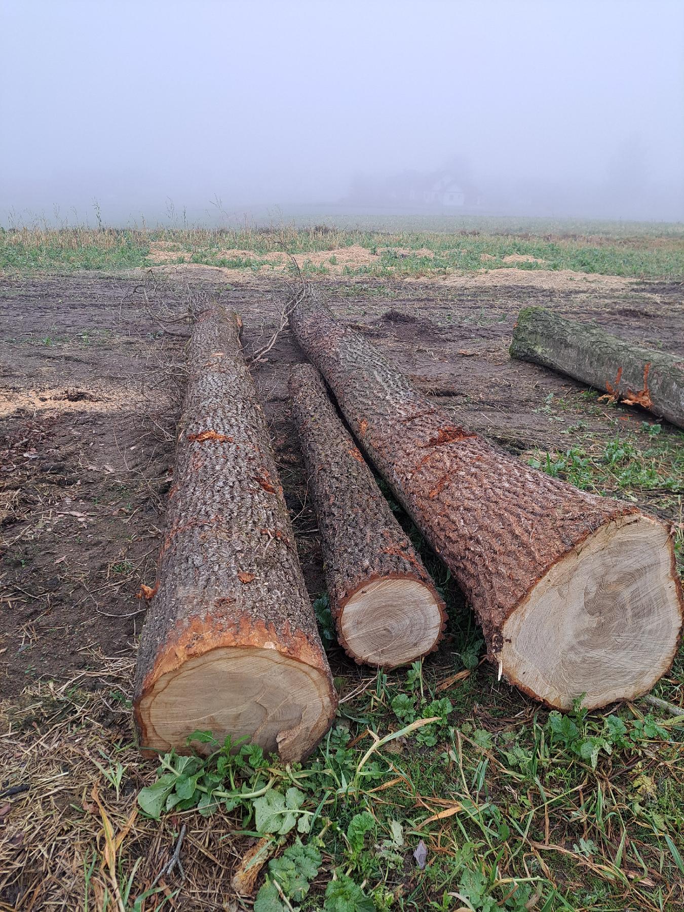 Rundholz Eiche (Stieleiche) - holzquelle