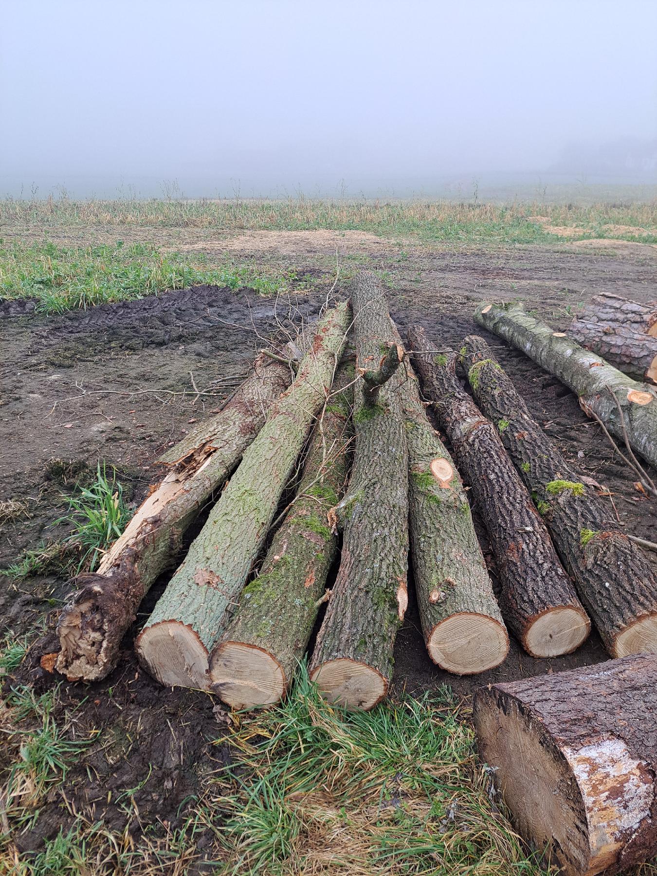 Rundholz Eiche (Stieleiche) - holzquelle