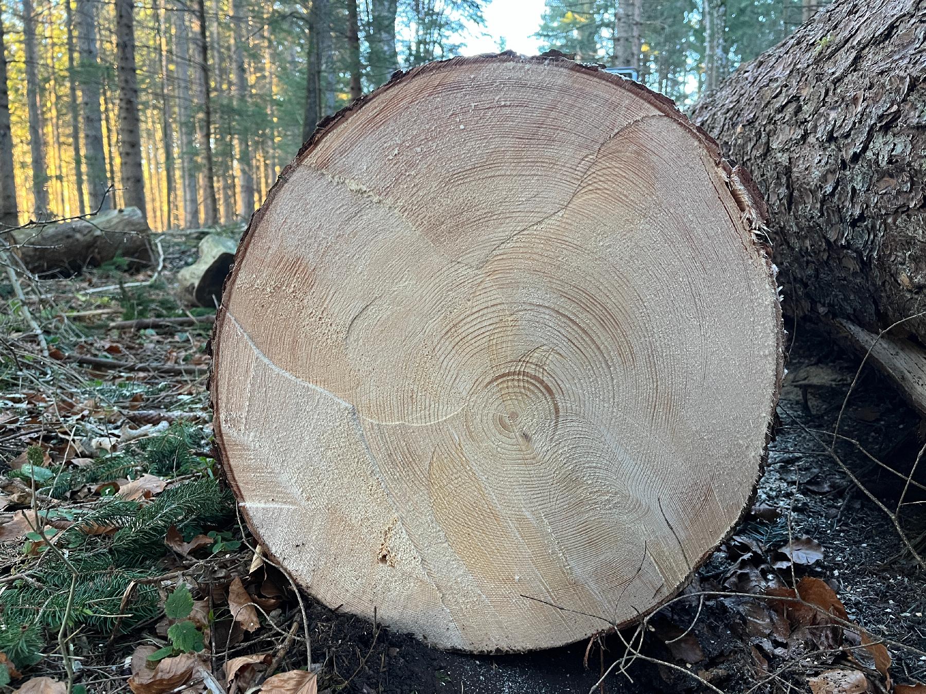 Rundholz Fichte Starkholz - holzquelle