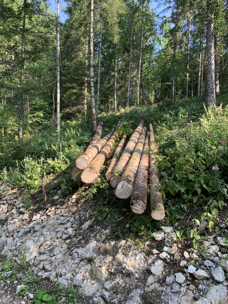 Rundholz Fichte Käferholz - holzquelle