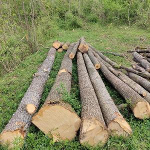 Holz: 641 Ergebnisse - holzquelle
