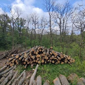 Holz: 641 Ergebnisse - holzquelle